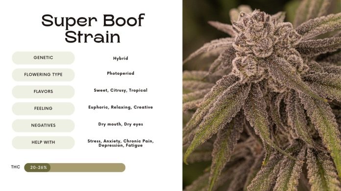 Super Boof Strain: Everything You Need to Know - Vivosun