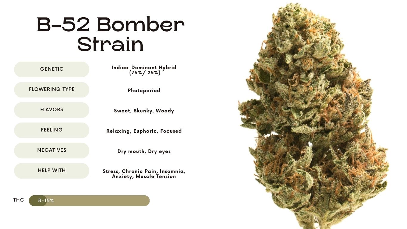 B-52 Bomber Strain: Everything You Need to Know - Vivosun