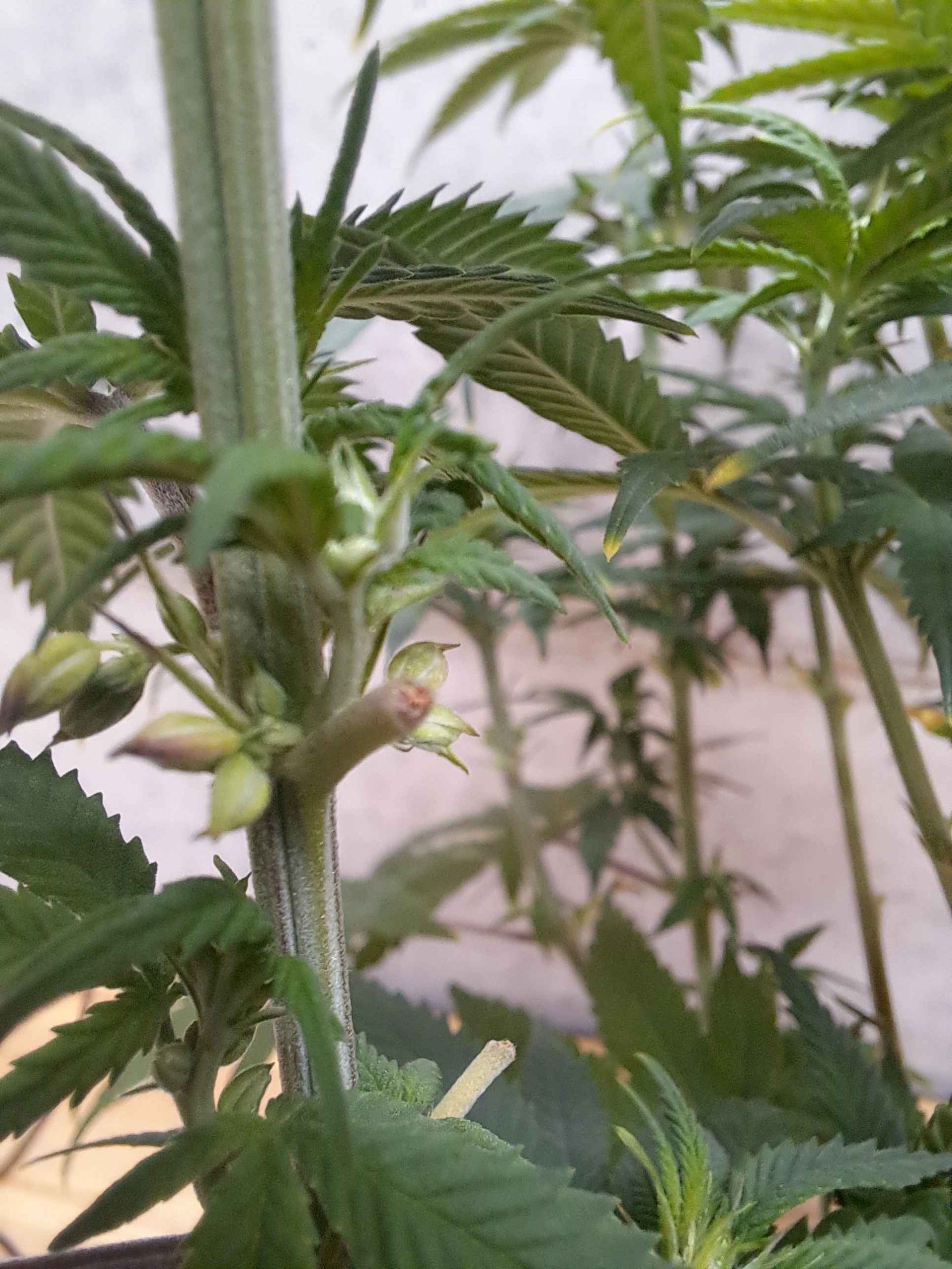 Male vs Female Weed Plant: Key Differences and How to Identify Them - Vivosun