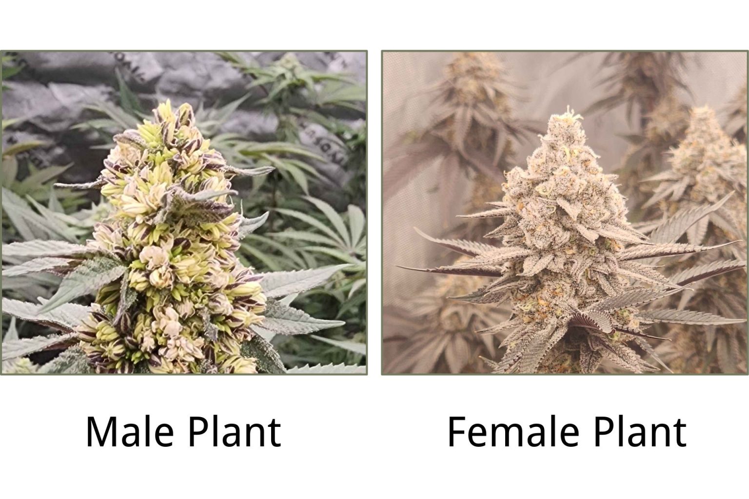 Male vs Female Weed Plant: Key Differences and How to Identify Them ...