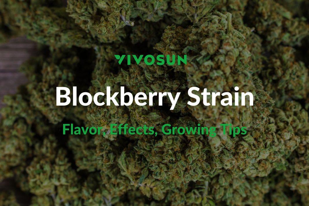 Blockberry Strain: Everything You Need to Know - Vivosun