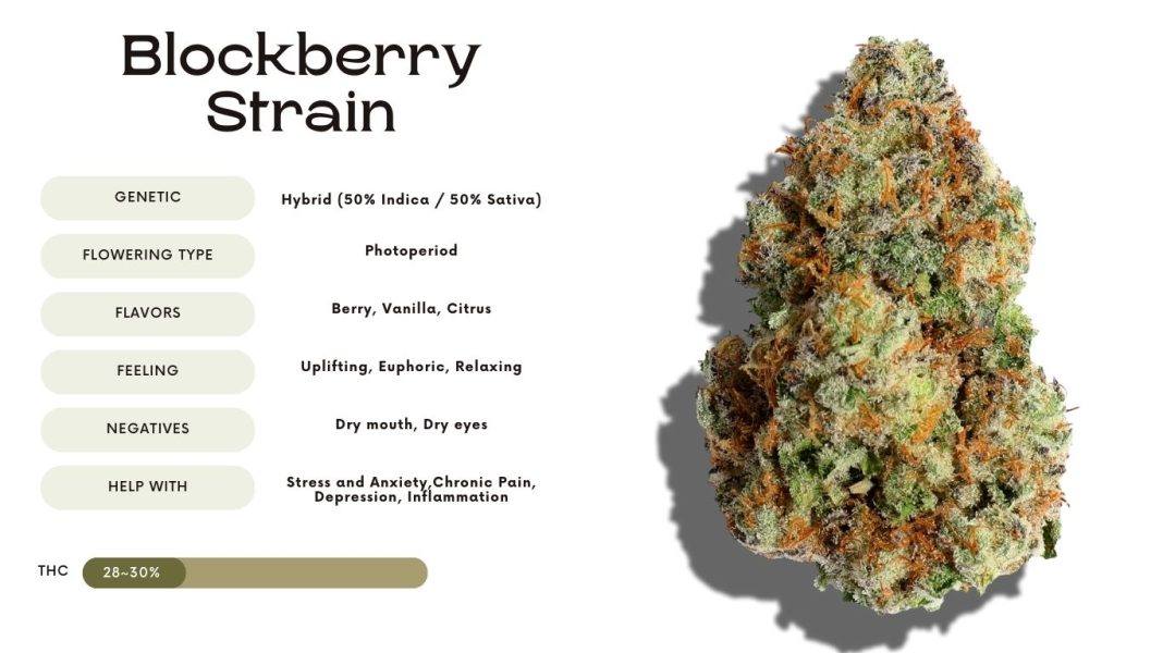 Blockberry Strain: Everything You Need to Know - Vivosun