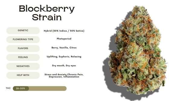 Blockberry Strain: Everything You Need to Know - Vivosun
