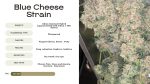 Blue Cheese Strain: Everything You Need to Know - Vivosun