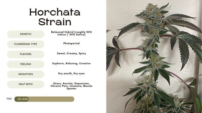 Horchata Strain: Everything You Need to Know - Vivosun