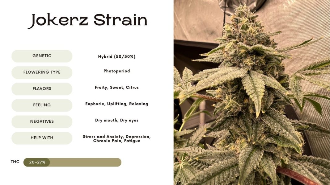 Jokerz Strain: Everything You Need to Know - Vivosun