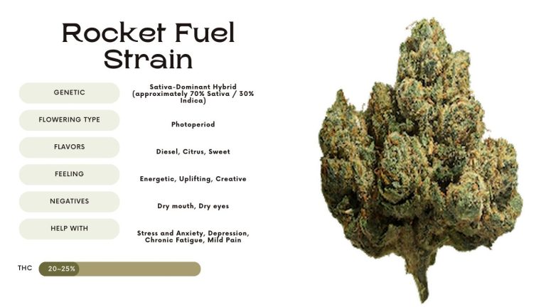Rocket Fuel Strain: Everything You Need to Know - Vivosun