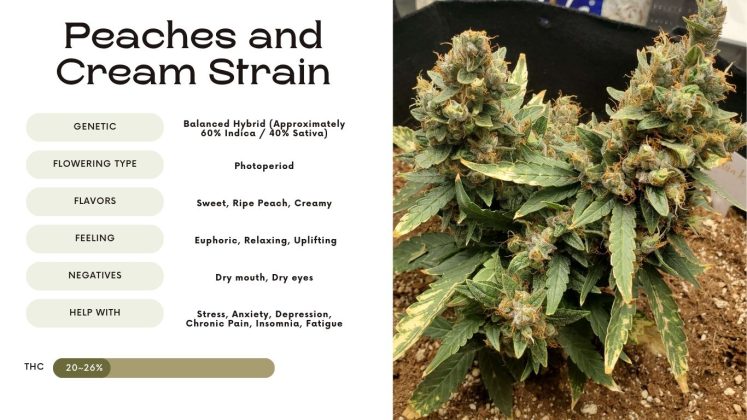 Peaches and Cream Strain: Everything You Need to Know - Vivosun