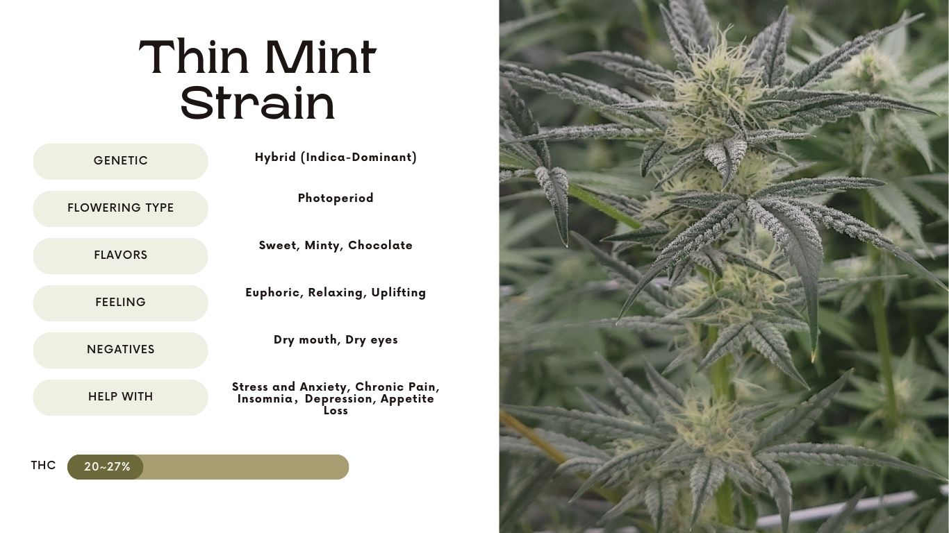 Thin Mint Strain: Everything You Need to Know - Vivosun