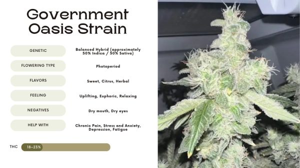 Government Oasis Strain aka Govern Mint Oasis: Everything You Need to ...