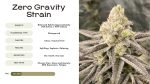 Zero Gravity Strain: Everything You Need to Know - Vivosun
