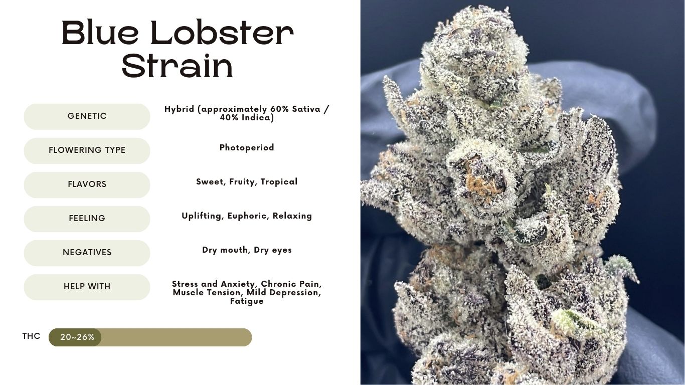 Blue Lobster Strain: Everything You Need to Know - Vivosun