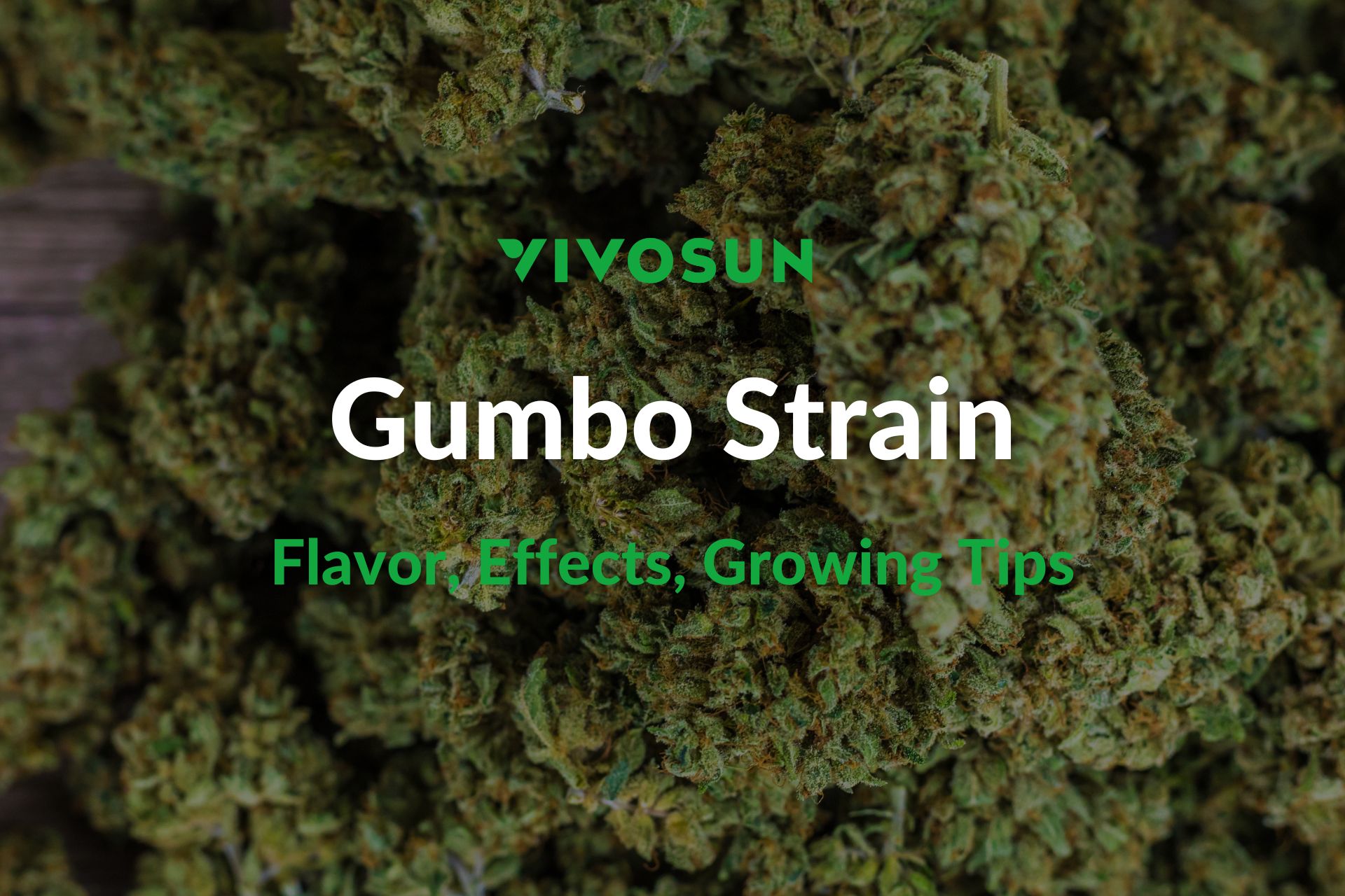 Gumbo Strain: Everything You Need to Know - Vivosun