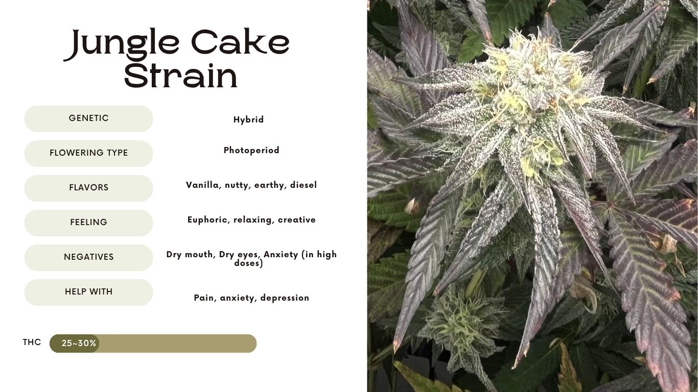 Jungle Cake Strain: Everything You Need to Know - Vivosun