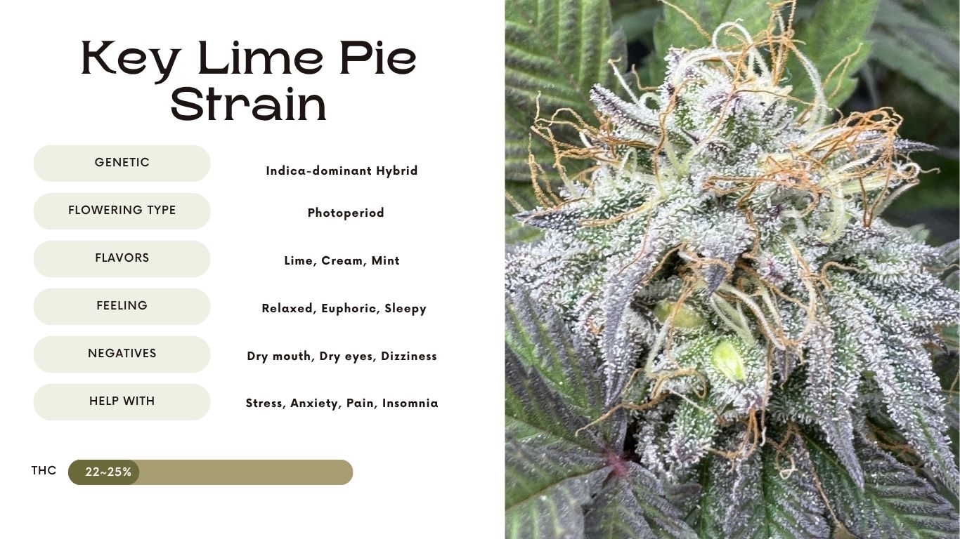 Key Lime Pie Strain: Everything You Need to Know - Vivosun