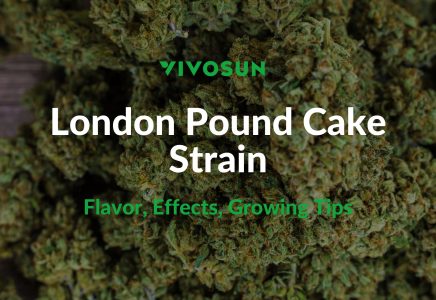 RS11 Strain aka Rainbow Sherbert #11: Everything You Need to Know - Vivosun