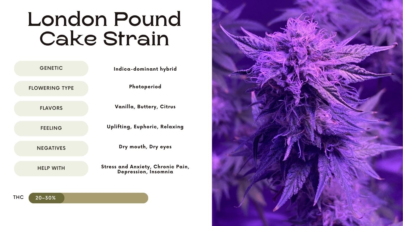 London Pound Cake Strain: Everything You Need to Know - Vivosun