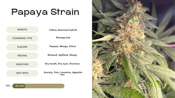 Papaya Strain: Everything You Need to Know - Vivosun