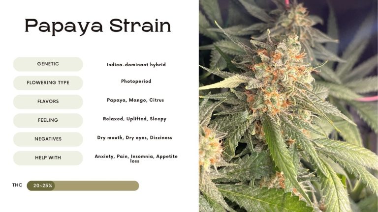 Papaya Strain: Everything You Need to Know - Vivosun