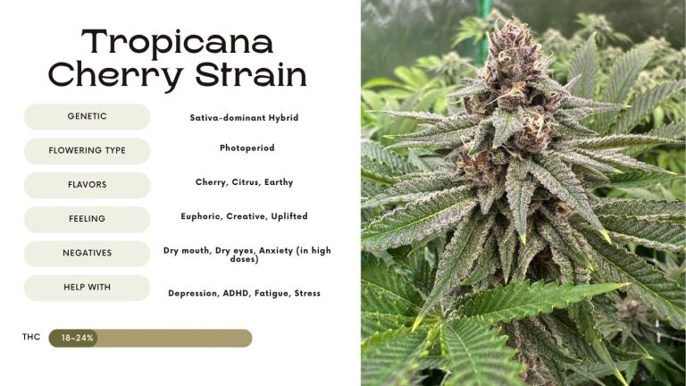 Tropicana Cherry Strain: Everything You Need to Know - Vivosun