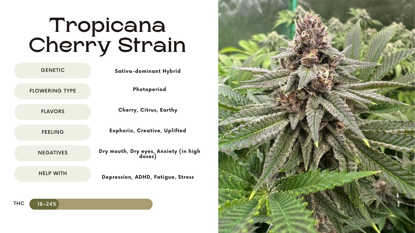 Tropicana Cherry Strain: Everything You Need to Know - Vivosun