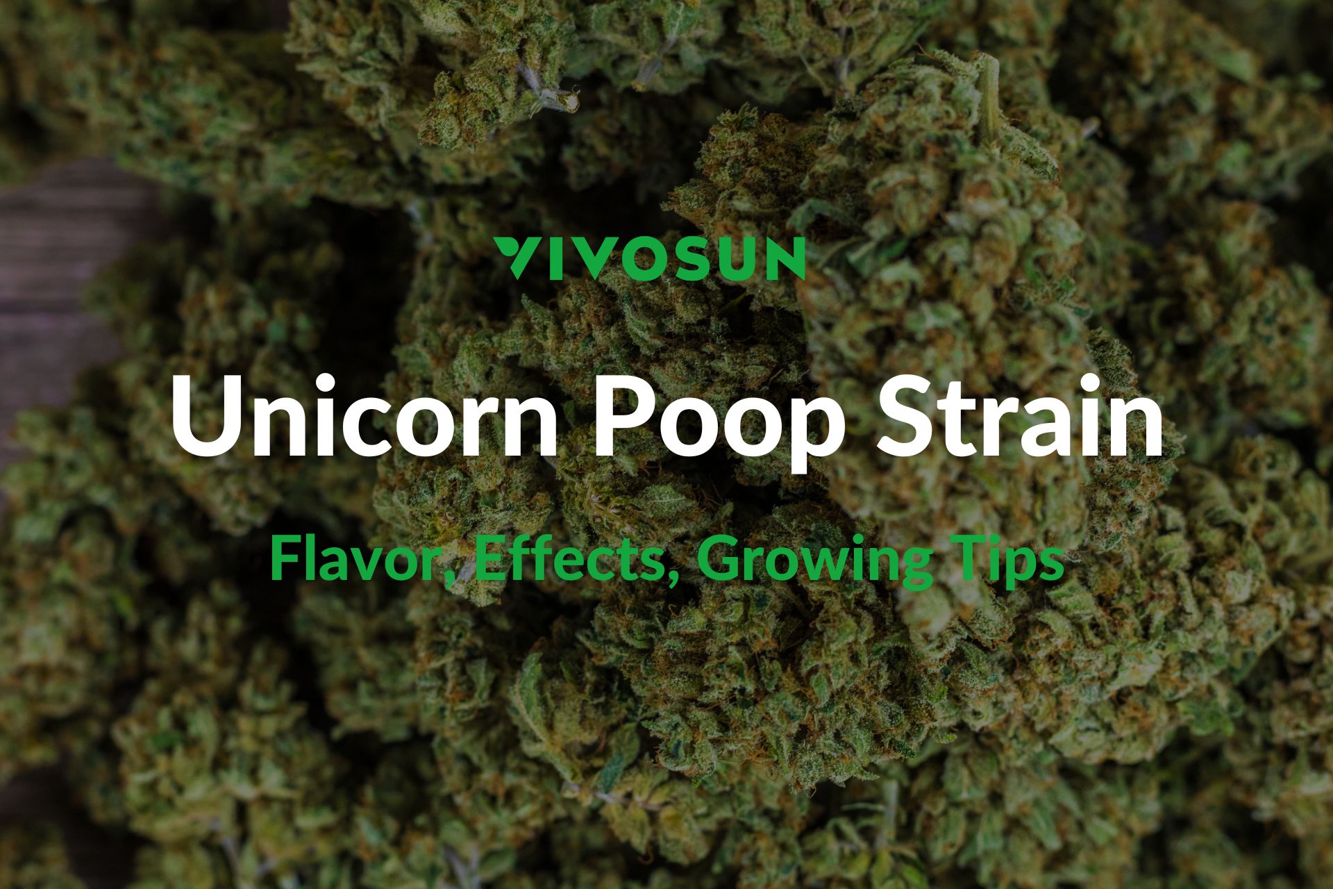 Unicorn Poop Strain: Everything You Need to Know - Vivosun