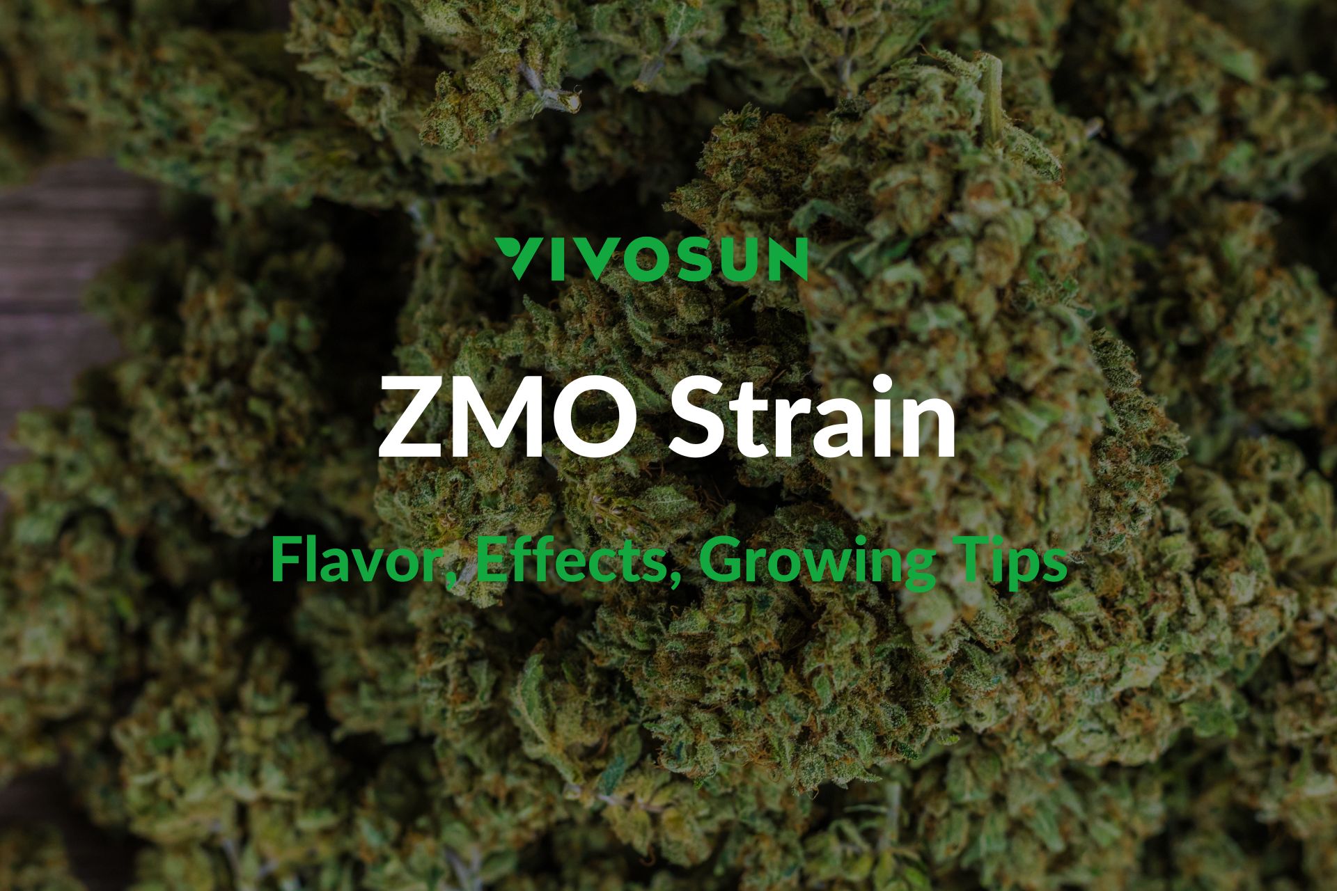 ZMO Strain: Everything You Need to Know - Vivosun