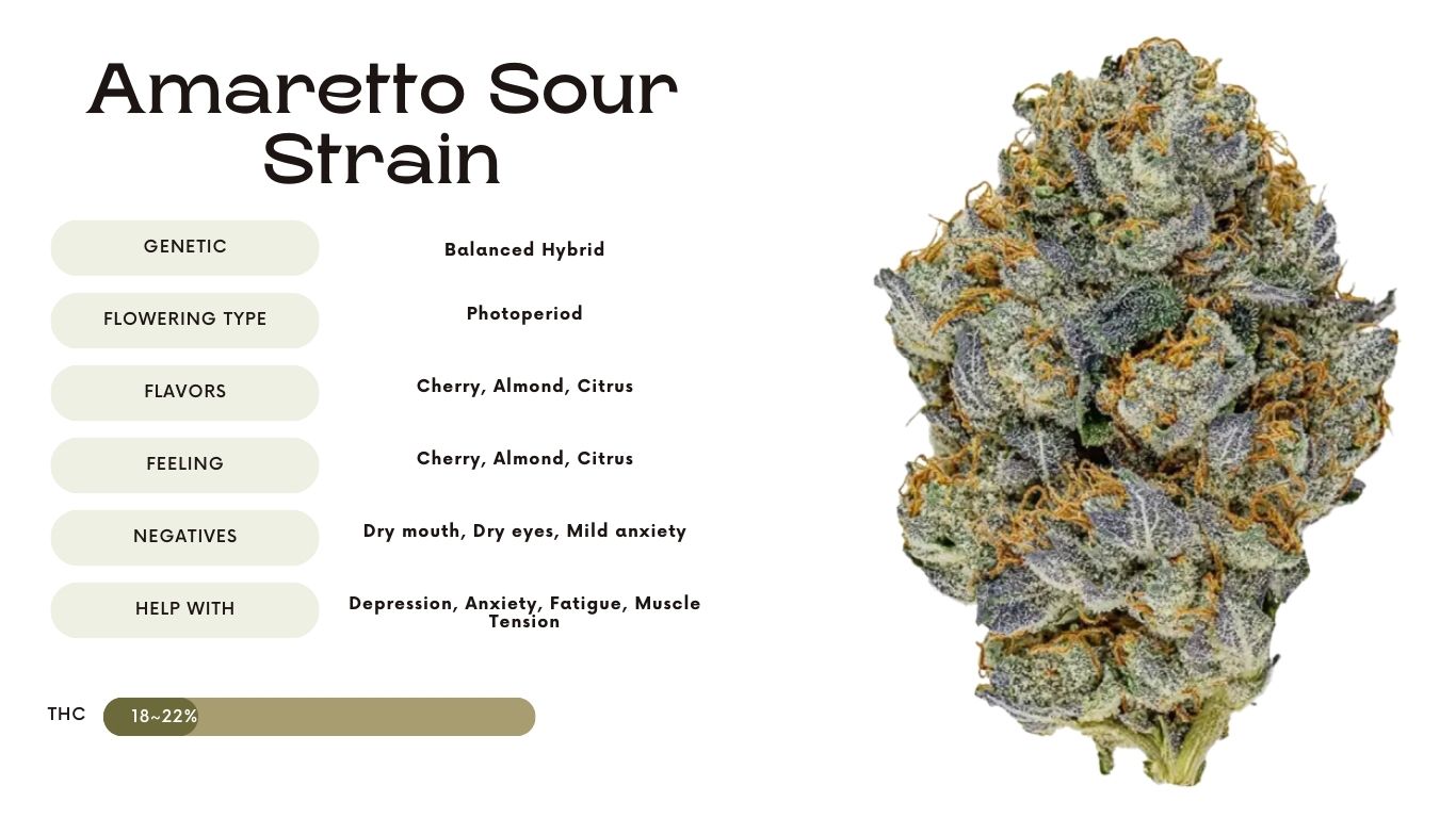 Amaretto Sour Strain: Everything You Need to Know - Vivosun