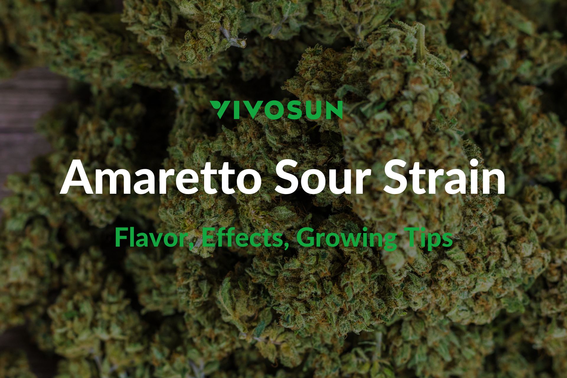 Amaretto Sour Strain: Everything You Need to Know - Vivosun
