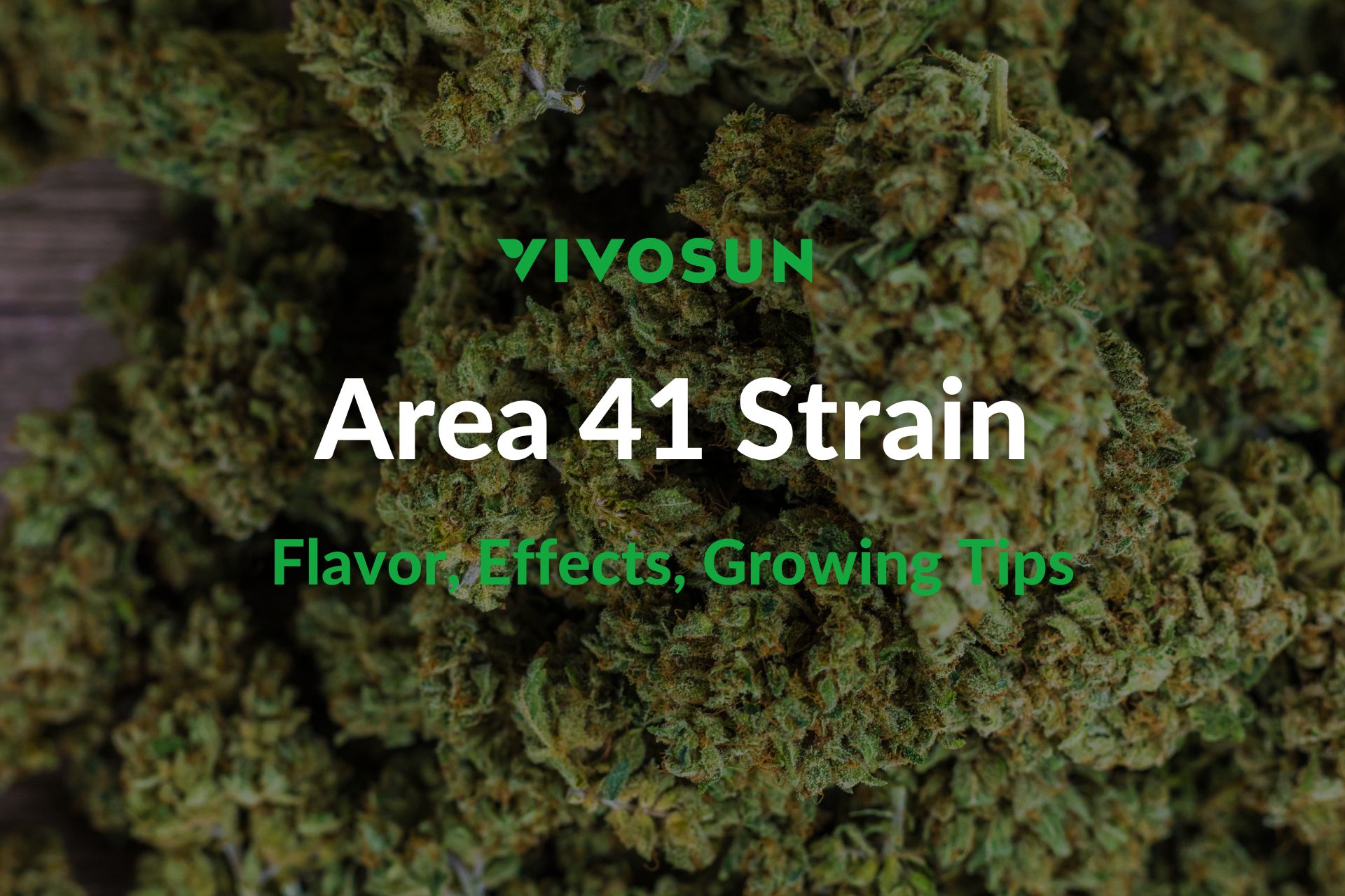 Area 41 Strain: Everything You Need to Know - Vivosun