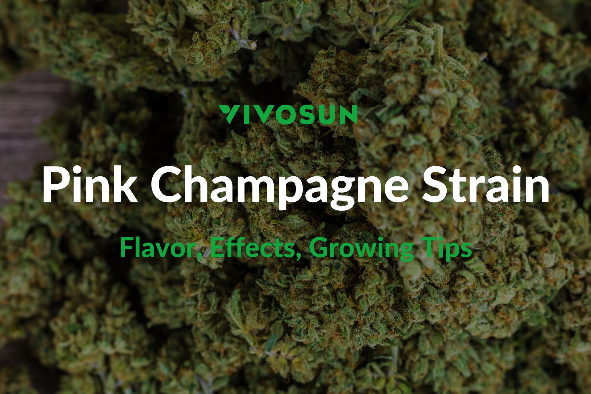 Pink Champagne Strain: Everything You Need to Know - Vivosun