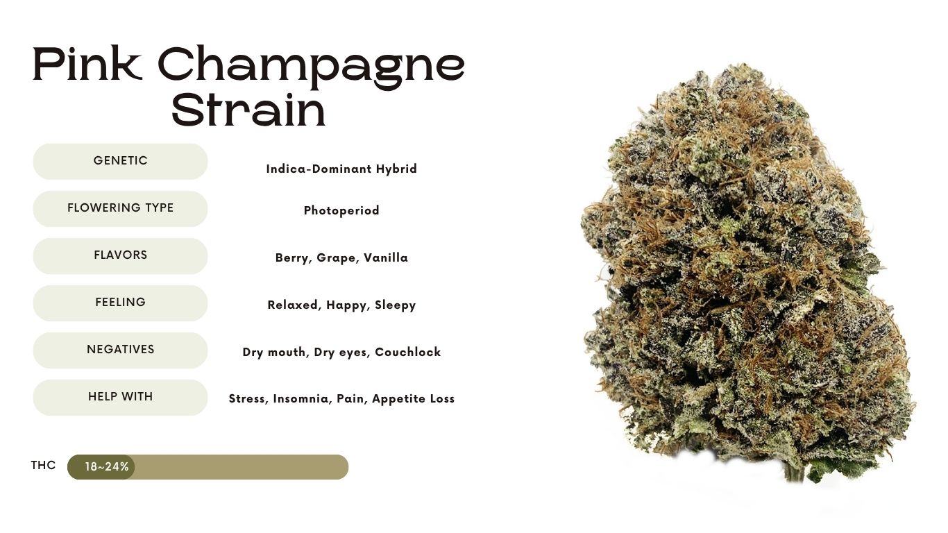 Pink Champagne Strain: Everything You Need to Know - Vivosun