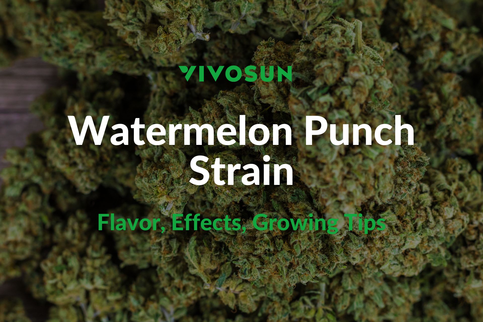 Watermelon Punch Strain: Everything You Need to Know - Vivosun