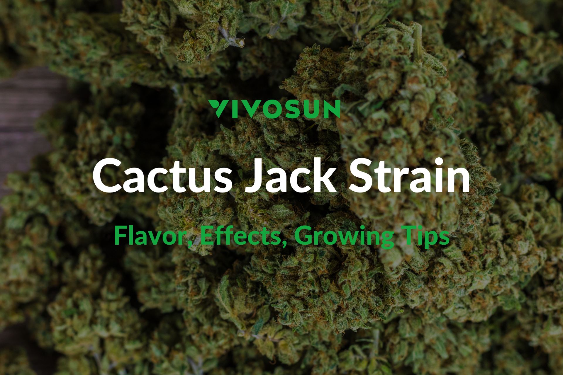 Cactus Jack Strain: Everything You Need to Know - Vivosun