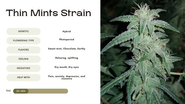 Thin Mints Strain: Everything You Need to Know - Vivosun