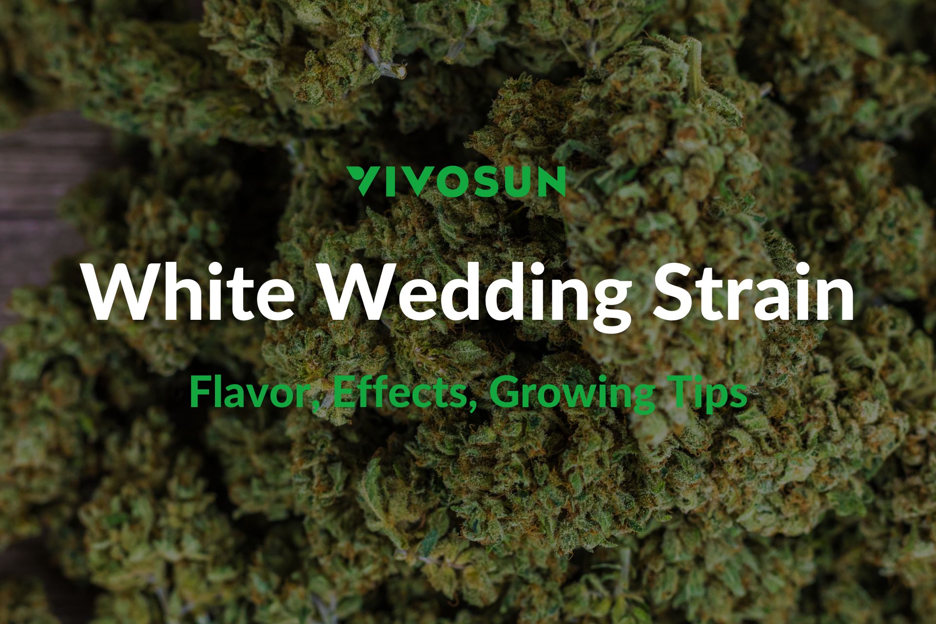 White Wedding Strain: Everything You Need to Know - Vivosun