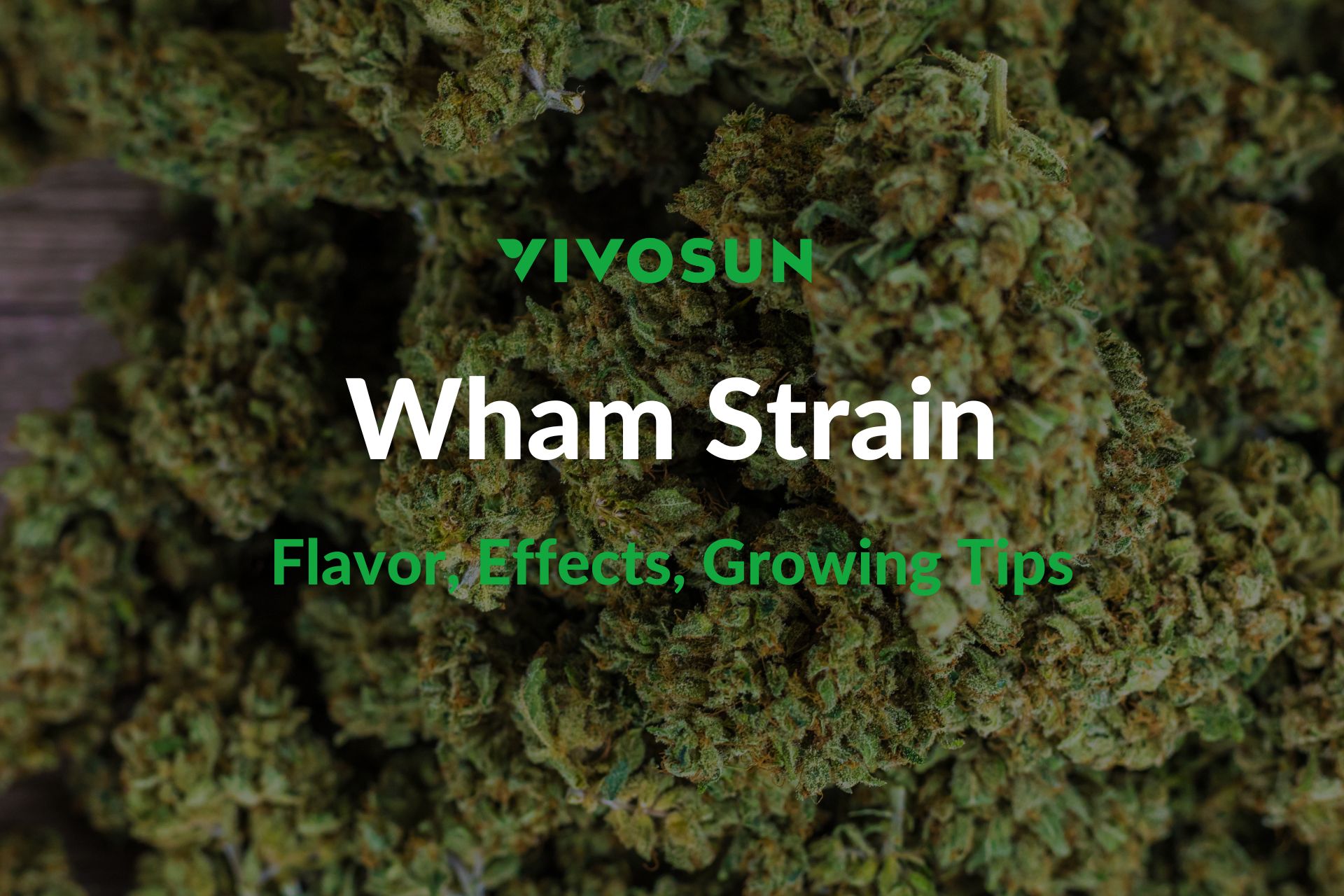 Wham Strain: Everything You Need to Know - Vivosun