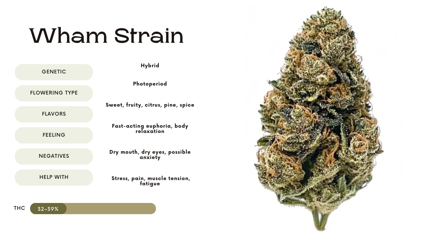 Wham Strain: Everything You Need to Know - Vivosun