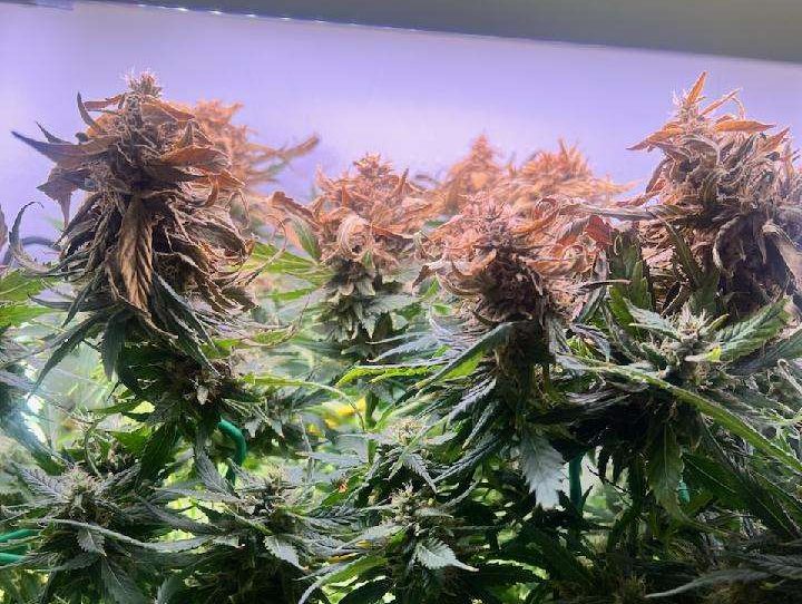 VIVOSUN Grow Light Upgrade Explained: What’s Changed and Why It Matters ...