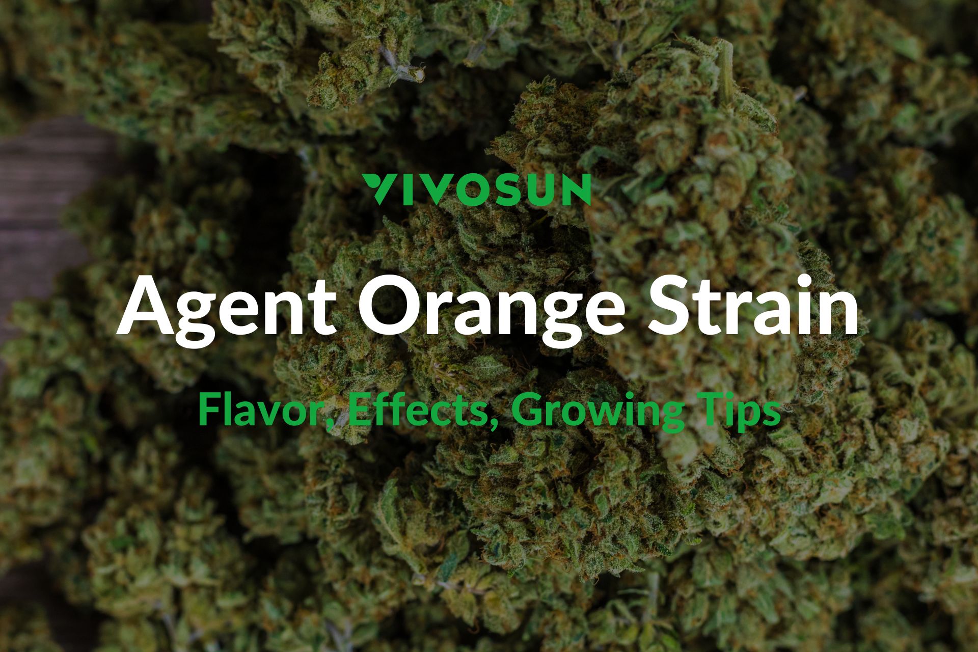 Agent Orange Strain: Everything You Need to Know - Vivosun