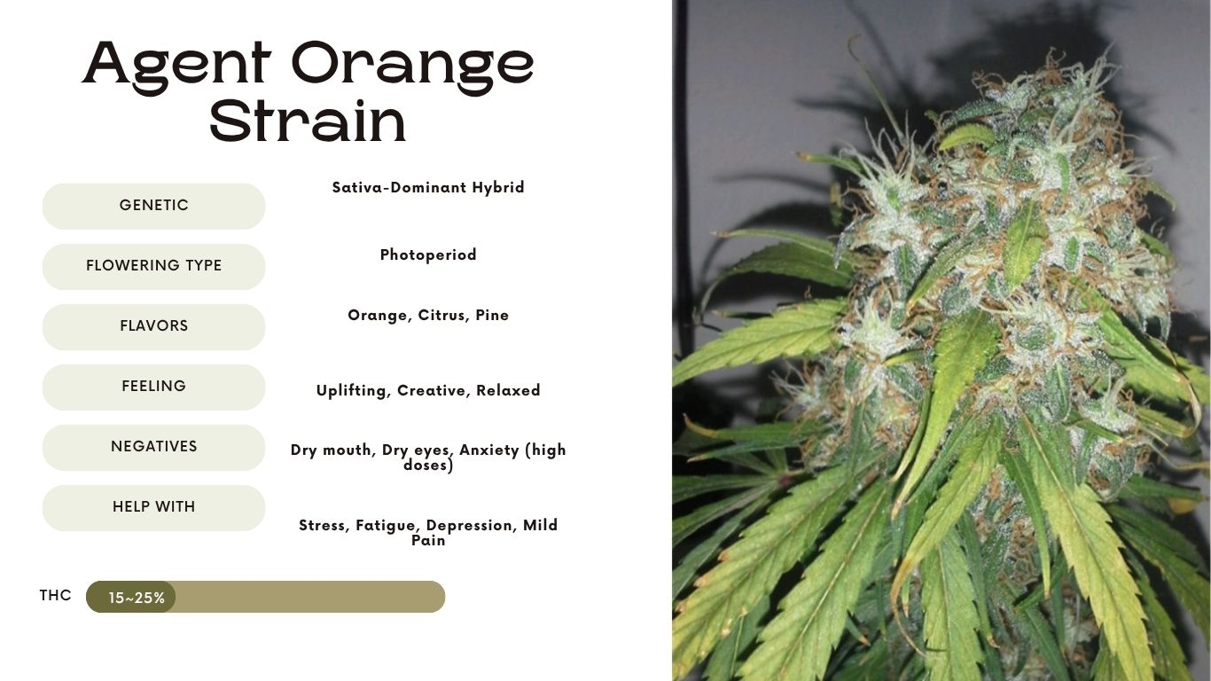 Agent Orange Strain: Everything You Need to Know - Vivosun