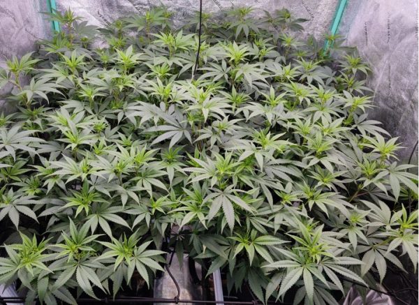 Common Cannabis Plant Problems and Solutions: Seedling to Flowering ...